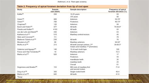 Structure Of Root Apex Pptx