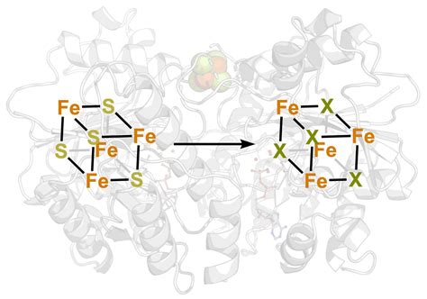 Swapping Sulfur For Selenium Elife Science Digests Elife