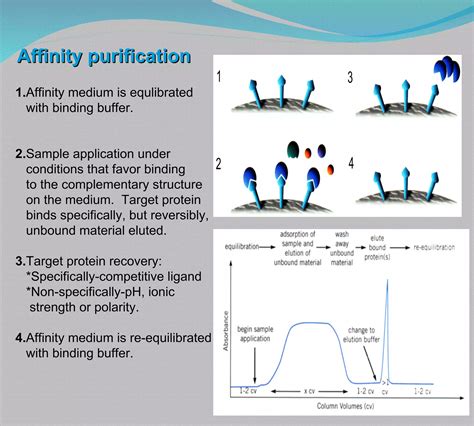 Recombinant Protein Expression And Purification Lecture Ppt
