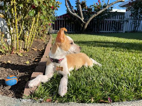 Meet Mabel Scrolller Meet Mabel Scrolller