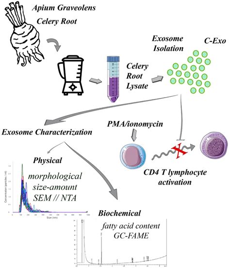 Usage Of Celery Root Exosome As An Immune Suppressant Lipidomic Characterization Of Apium