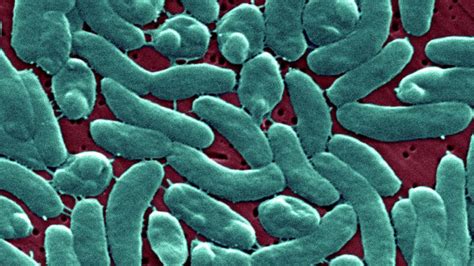 Flesh Eating Bacteria What To Know About Vibrio Vulnificus And How To