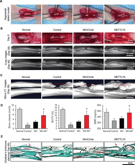 In Vivo New Bone Formation In Segmental Bone Defect Models A Creation Download Scientific