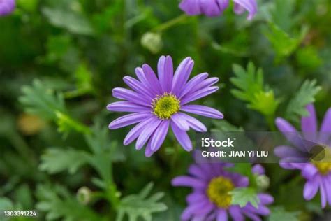 보라색 산 난초 꽃과 녹색 잎 칼리메리스 라우투라나 키탐 0명에 대한 스톡 사진 및 기타 이미지 0명 가을 개화기 Istock