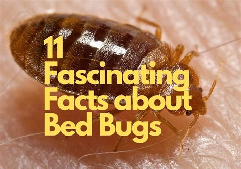 Bed Bug