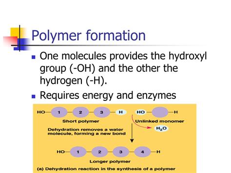 Ppt Chapter 5 The Structure And Function Of Macromolecules Powerpoint