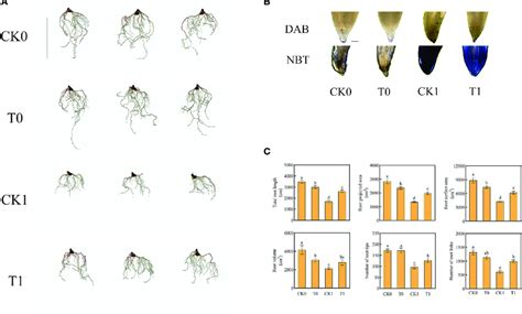 Root Morphology Ruler Represents 20cm A Root Tips With Dab And Nbt Download Scientific
