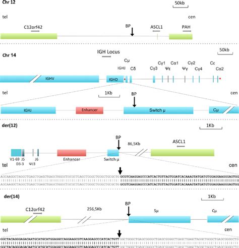 Translocation Breakpoints And Derivative Chromosome Composition