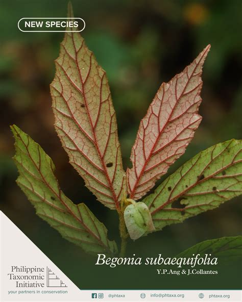 Philippine Taxonomic Philippine Taxonomic Initiative