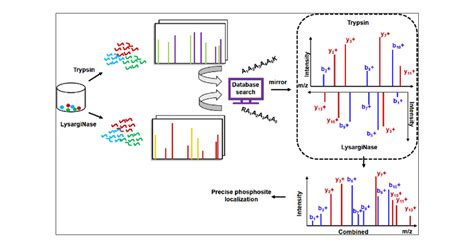 Unambiguous Phosphosite Localization Through The Combination Of Trypsin
