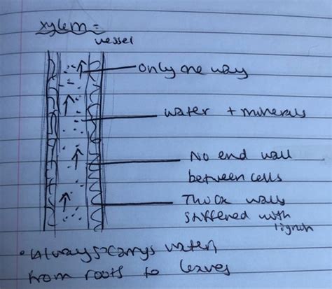 Biology Module 5 Plant Structure Flashcards Quizlet