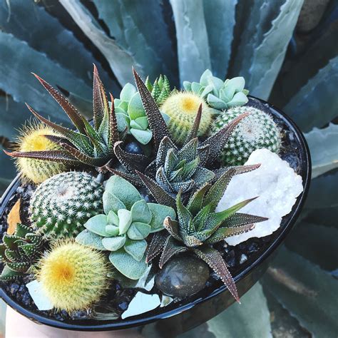 Succulent And Cactus Arrangement Positioned In Front Of A Beautiful