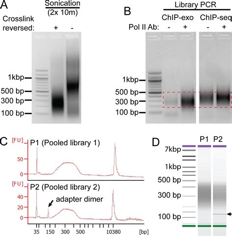 The Chip Exo Method Identifying Protein Dna Interactions With Near Base Pair Precision 文章 Jove