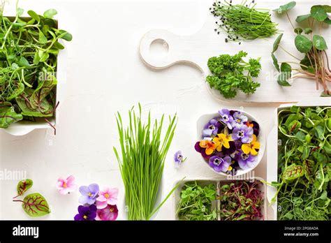 Different Types Of Organic Microgreens Sprouts And Edible Flowers Vegetarian Clean And Healthy