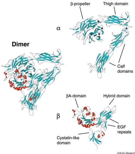 Insights Into Integrin Ligand Binding And Activation From The First Crystal Structure Pmc