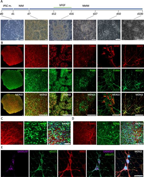 Integrative Metabolomics Genomics Analysis Identifies Key Networks In A Stem Cell Based Model Of