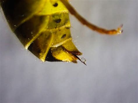 What Happens If A Wasp Stinger Is Not Removed Wasp Control Services