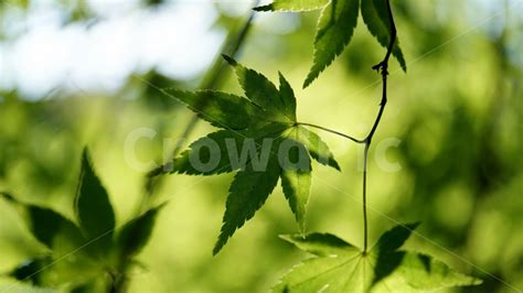 여름 식물 자연 단풍잎 Nature 사진이미지일러스트캘리그라피 드래곤볼작가