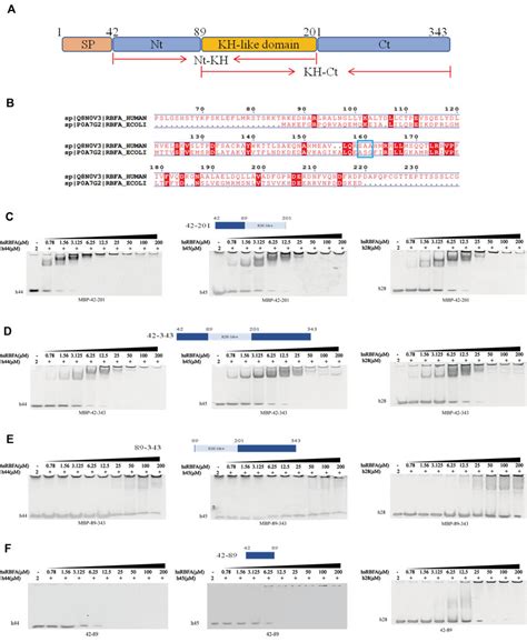 Hsrbfa Interacts With 12s Rrna Through Its N Terminus And Kh Like Download Scientific Diagram