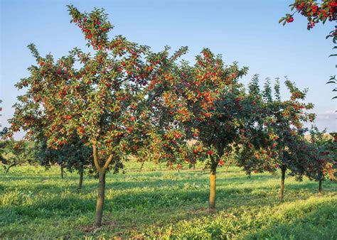 How Big Does A Cherry Tree Get