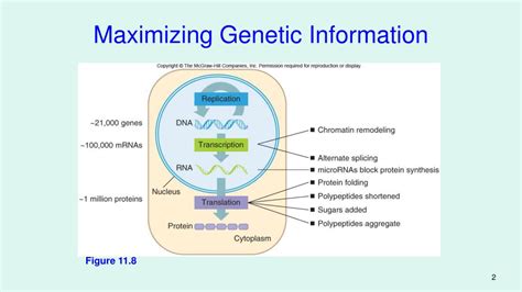 Ppt Maximizing Genetic Information Powerpoint Presentation Free