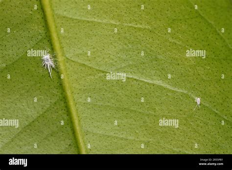 Mealy Bugs On A Calamandin Leaf Long Tailed Mealybug Pseudococcus