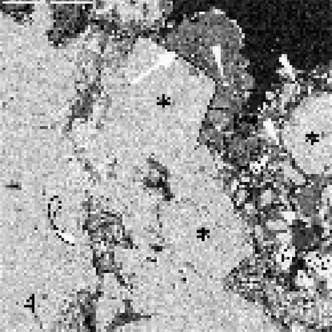 Endolithic Microorganisms Arrows Download Scientific Diagram