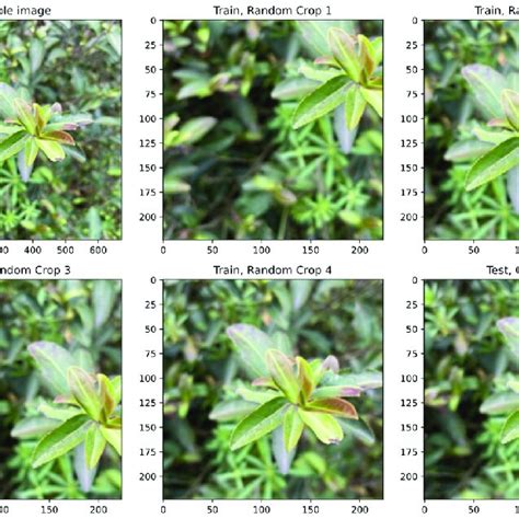 A Sample Image In The Dataset To Show The Difference Of Image