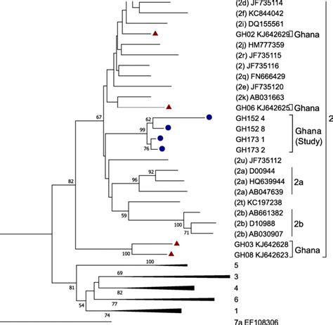 Evolutionary Relationship Analyses Of Ghanaian Hcv Isolates