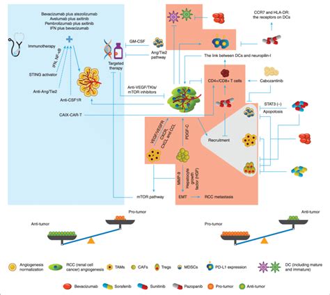 Conversation Between Targeted Therapy And Immune Tme In Rcc The Download Scientific Diagram