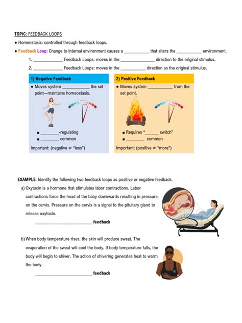 Feedback Loops Worksheet Pdf