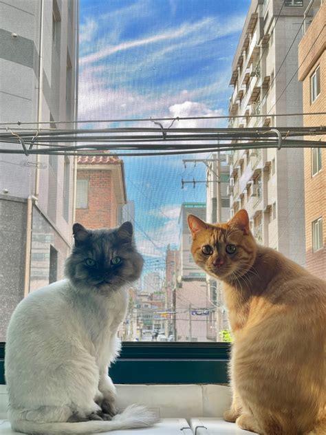 Innodb Error Data File Usrlocalmysqldataibdata1 Is Of A