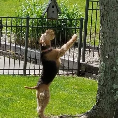 Atra Airedale Terrier Rescue And Adoption Finding Loving Homes One
