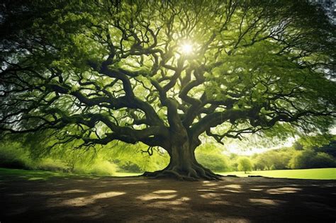 Premium Photo Tree Tunnel Lined Pathway Of Trees