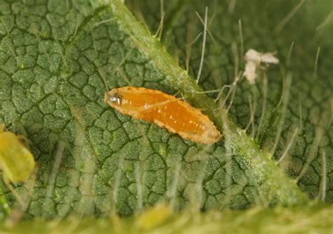 Pflanzenschädlinge Madchamde