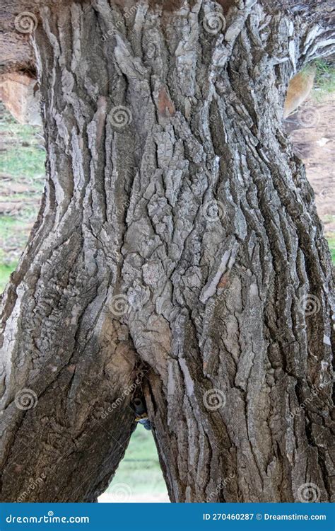 Human Body Shape In The Trunk Of A Tree Stock Image Image Of Body Human