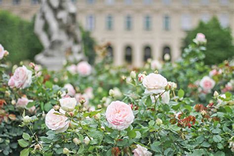 Роза Пале-Рояль — фото и описание сорта с отзывами