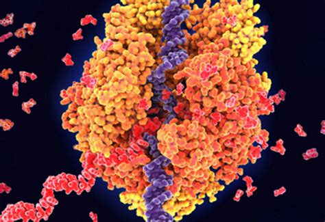 Rna Transcriptome Sequencing Analysis Service Capitalbio