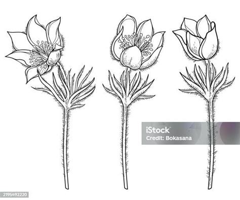 윤곽선의 집합 미국 Pasqueflower 또는 대초원 크로커스 에서 검정 고립된 통하고 있는 백색 배경 0명에 대한 스톡 벡터