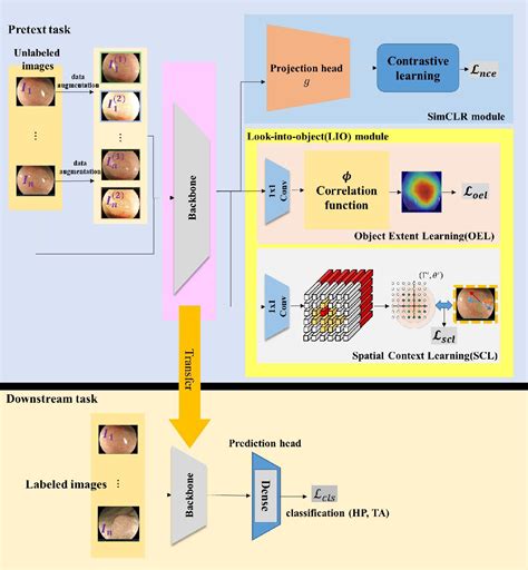Figure 1 From Classification Of Polyps In Endoscopic Images Using Self