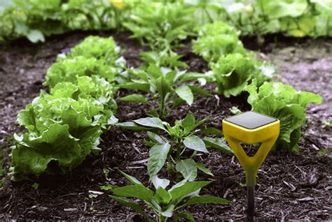 Create Your Own Smart Garden With These Innovative Tech Gadgets Urban Gardens
