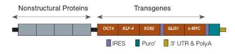 Reprorna™ Oksgm Ips Cell Reprogramming Vector Stemcell Technologies