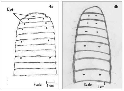 A And 4b Comparison Of Eye Arrangement Of Green Leech 4a And Dark Download Scientific