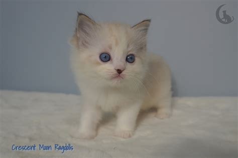 Crescent Moon Ragdolls This Beautiful Female Ragdoll Was Dumped At