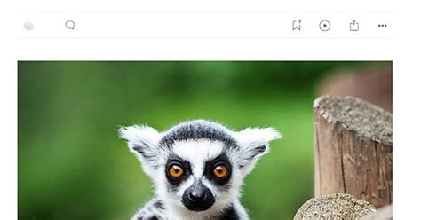 One Million Species At Risk Of Extinction Album On Imgur