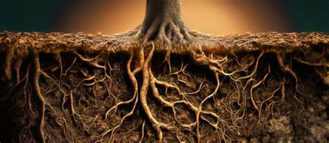 Roots Lesson 5 6th Grade Quiz Wayground