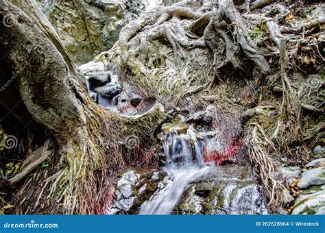 Closeup Of Water Flowing Through Tree Roots And Grass Stock Photo Image Of Nautre Autumn