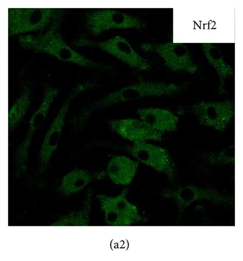 Assessment Of Nuclear Translocation Of Nrf2 Redox Response Element In Download Scientific