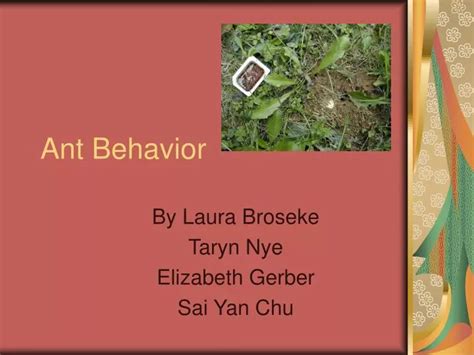 Ppt Ant Behavior Powerpoint Presentation Free Download Id