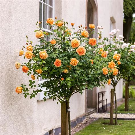 Planting Potted Climbing Rose In A Pot Step By Step David Austin